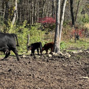 CHARMINGFARE FARM - Updated November 2024 - 33 Photos & 114 Reviews ...