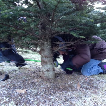 HEMSTROM VALLEY TREE FARM CHRISTMAS TREES - TEMP. CLOSED - Updated ...