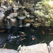 MYSTIC KOI & WATER GARDENS - 46 Photos & 43 Reviews - Nurseries ...