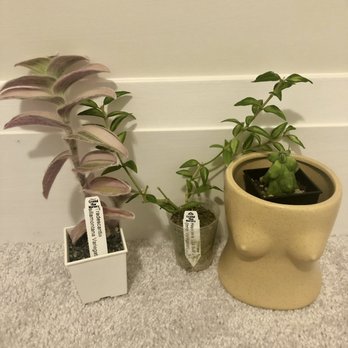 CRYSTAL STAR NURSERY - Updated January 2026 - 20815 2nd Concession Road ...