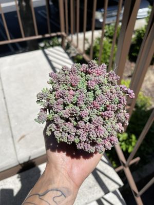 BUENA CREEK NURSERY - Updated December 2025 - 11 Photos & 19 Reviews ...