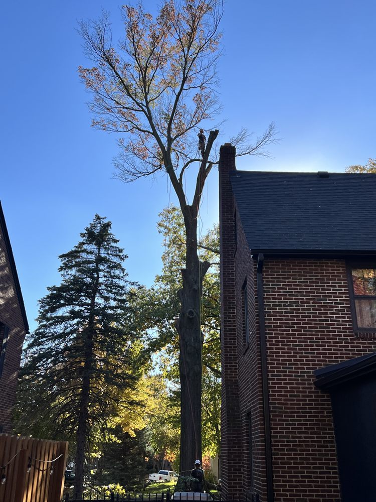 BUDGET TREE CARE - Updated October 2025 - Lincoln, Nebraska - Tree ...