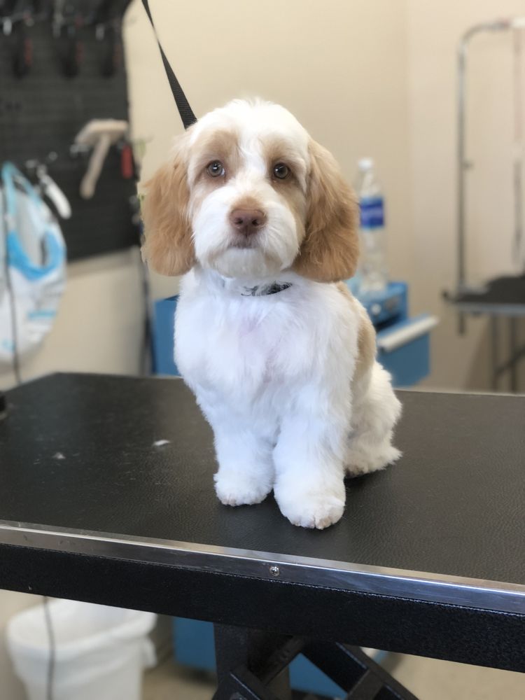 STYLIN PAWS DOGGY DAY SPAW - Updated April 2025 - 424 McClaine St ...