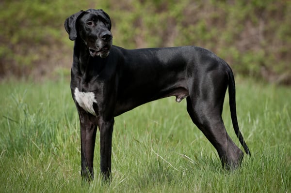 EVERGREEN VETERINARY HOSPITAL - Updated October 2025 - 22 Photos & 97 ...