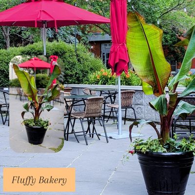 FLUFFY BAKERY - Updated December 2025 - 116 Photos - 10504 99 Avenue ...