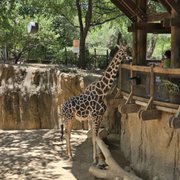 DALLAS ZOO - 1598 Photos & 455 Reviews - 650 S R L Thornton Frwy ...