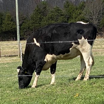 HOMELAND CREAMERY - Updated December 2025 - 62 Photos & 73 Reviews ...