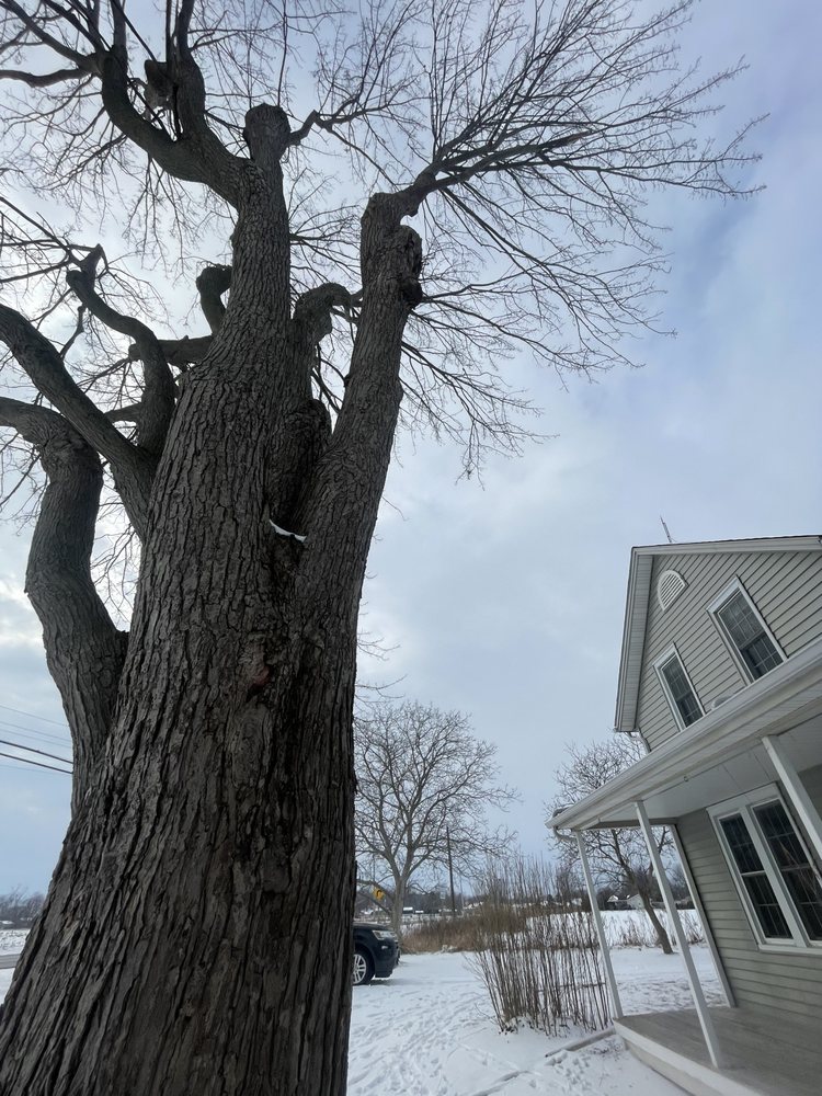 TREES R US EXPERTS - Updated May 2026 - 154 County Rd 14, Cottam ...