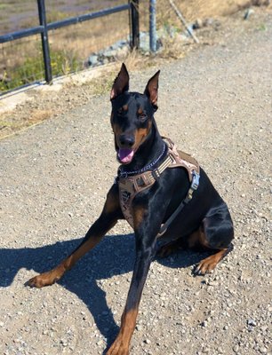 CASTRO VALLEY ANIMAL HOSPITAL near 2837 Castro Valley Blvd, Castro ...