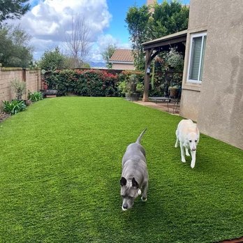 BIG BULLY TURF - Updated July 2024 - 309 Photos & 89 Reviews - 350 ...