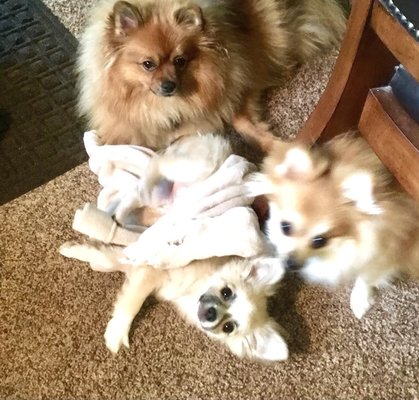 JACK’S DOG FARM - Updated January 2026 - 36 Photos & 38 Reviews - 6370 ...