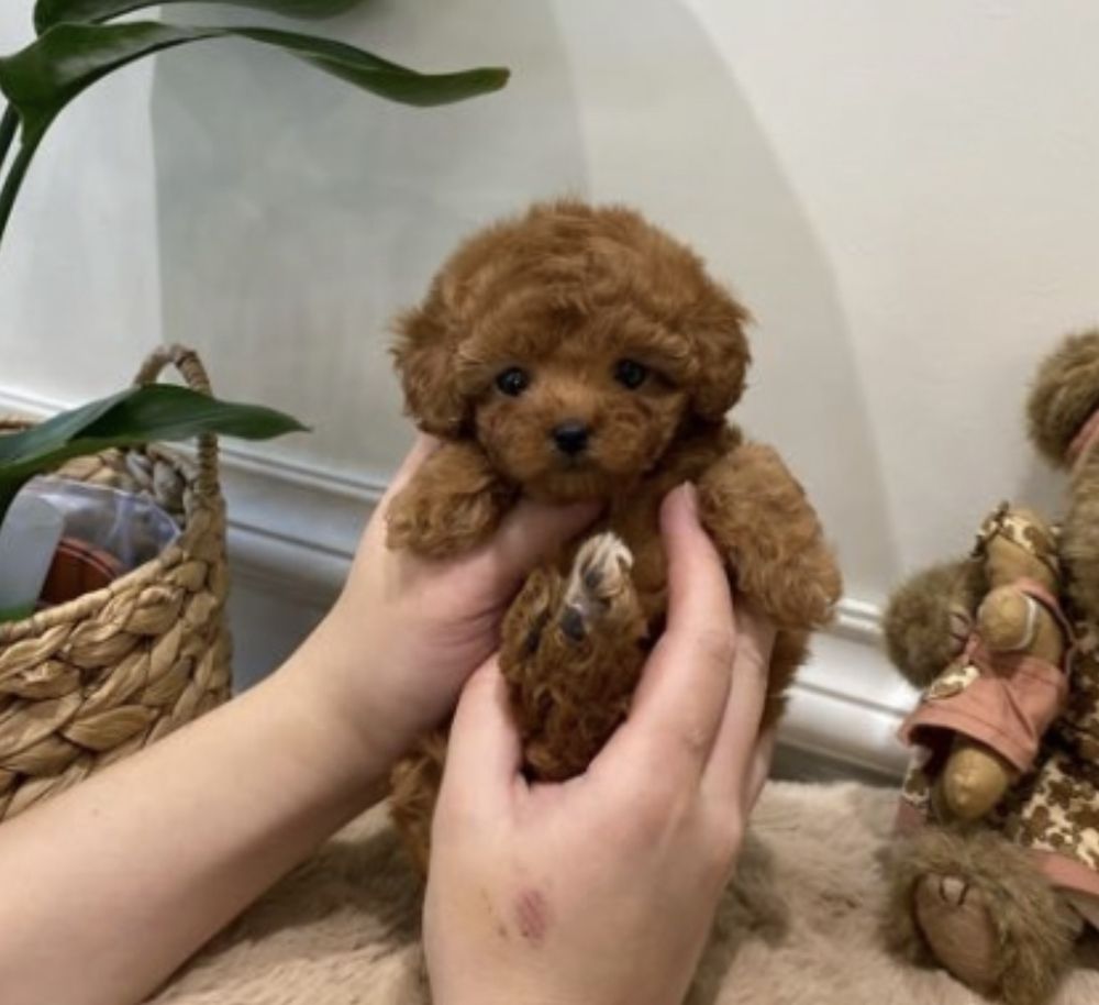 PUPPY HEAVEN - TEACUP & TOY PUPPIES FOR SALE - 490 Photos & 218 Reviews ...