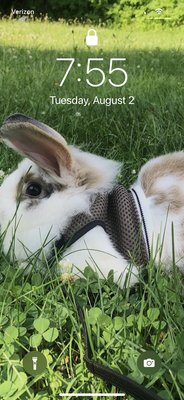 LILLY’S BUNNY BEE RABBITRY - Request Information - Angola, IN - Yelp