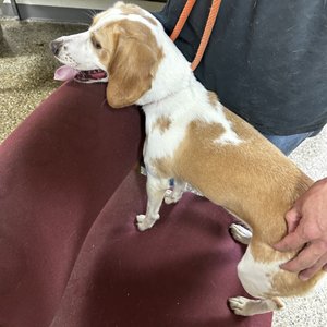 BLUE CHIP ANIMAL FARM REFUGE - Updated December 2025 - 974 Lockville Rd ...