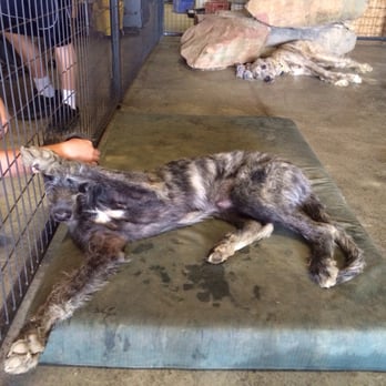 RED WOLF SANCTUARY - Updated December 2025 - 42 Photos - 3027 State ...