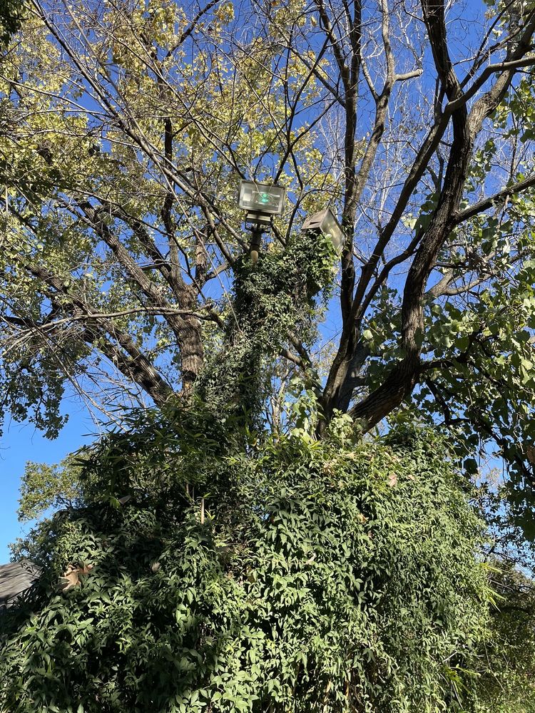 MENIL PARK - Updated May 2024 - 52 Photos & 40 Reviews - 1450 Branard ...