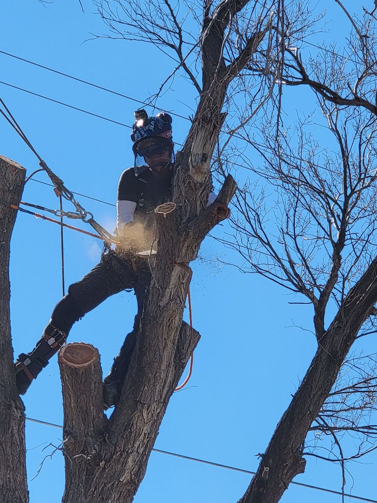 SMALL TOWN TREE SERVICE - Request a Quote - Borger, Texas - Tree ...