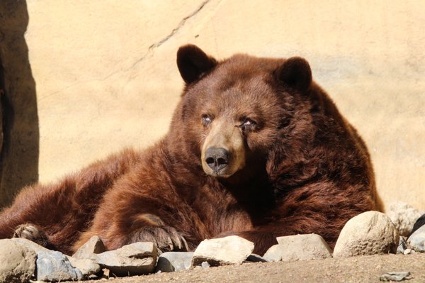 ORANGE COUNTY ZOO - 696 Photos & 285 Reviews - Zoos - 1 Irvine Park Rd ...