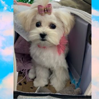 COVEDALE PET HOSPITAL - Updated September 2025 - 11 Photos & 26 Reviews ...