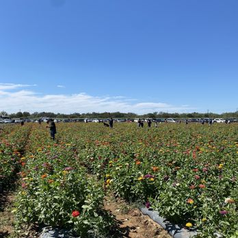 SWEET BERRY FARM - Updated December 2024 - 243 Photos & 181 Reviews ...