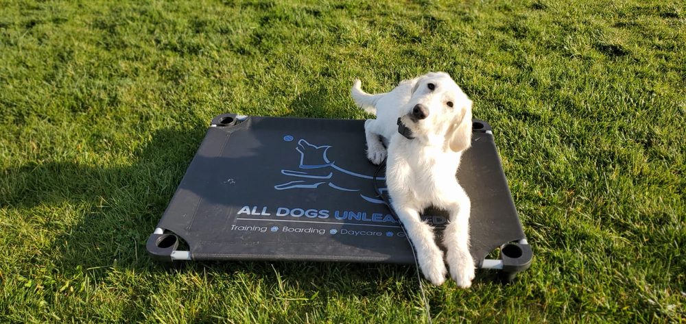 ALL DOGS UNLEASHED - Updated August 2025 - 23 Photos - 1913 Wildwood Dr ...