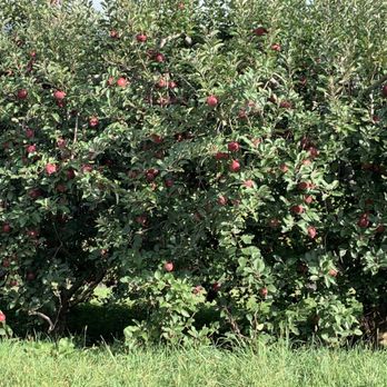 BARBER ORCHARDS FRUITSTAND - Updated October 2025 - 76 Photos & 70 ...