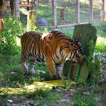 CROWN RIDGE TIGER SANCTUARY - Updated December 2025 - 28 Photos & 13 ...