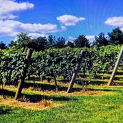 CROSSING VINEYARDS & WINERY - 210 Photos & 181 Reviews - 1853 ...