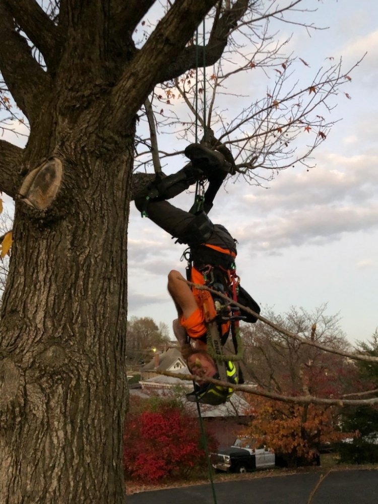CANOPY CARE ARBORIST - Updated July 2024 - Crystal City, Missouri ...