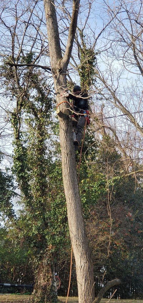 TREE TOP TREE SERVICE - Updated October 2025 - 15 Photos & 10 Reviews ...
