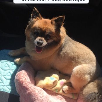 STYLE MUTT - Updated December 2025 - 33 Photos & 74 Reviews - 3525 ...