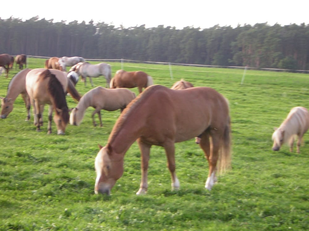 REITSTALL PONYHOF RAITERSAICH - Updated September 2025 ...