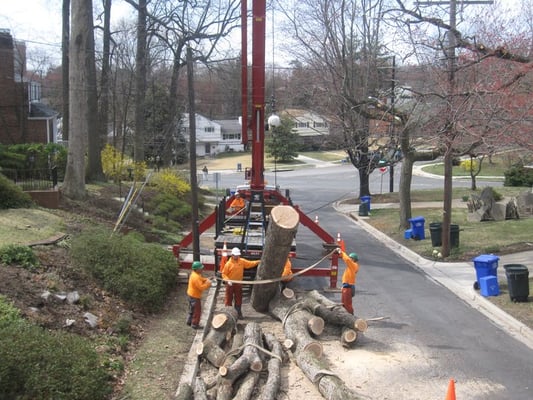 ADIRONDACK TREE EXPERTS - Updated September 2025 - 36 Photos & 86 ...