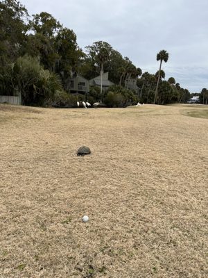 THE PLANTATION COURSE - Updated April 2026 - 13 Reviews - 19 Fairway Dr ...