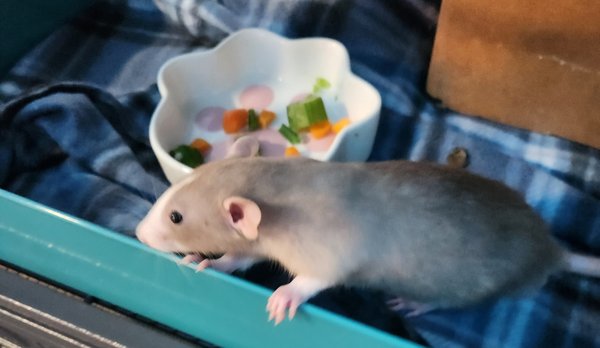 SPOILED RATS RATTERY - Request Information - Ormond Beach, Florida ...