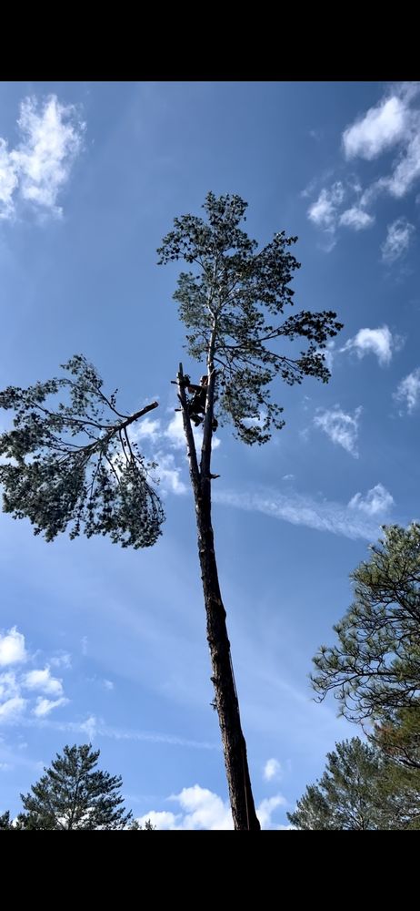 CHAMPIONS TREE AND DEBRIS SERVICES - Updated April 2025 - Floral City ...