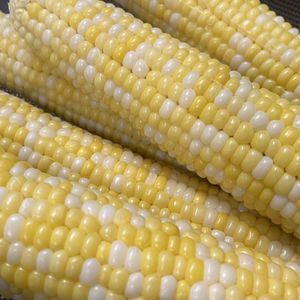 GAVER TREE FARM & PUMPKIN PATCH - Updated August 2025 - 264 Photos ...