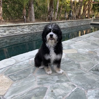 MOOCHI DOG SALON AND SUPPLY - Updated October 2025 - 253 Photos & 271 ...