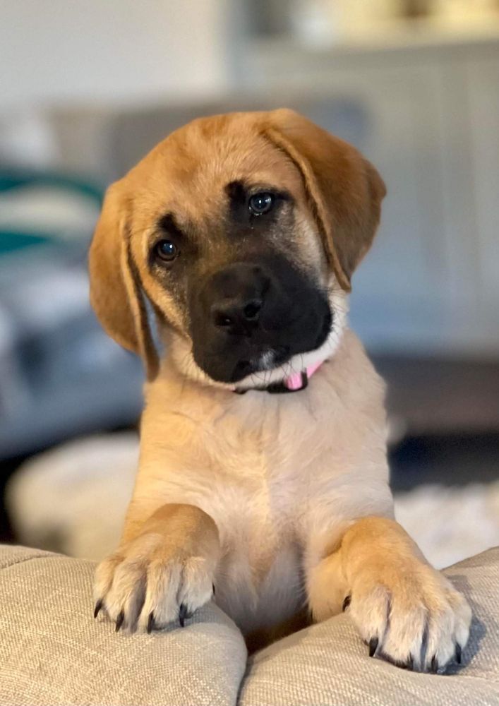 MASTADOR MEMORIES BREEDERS - 10 Photos - Coleman, MI - Yelp