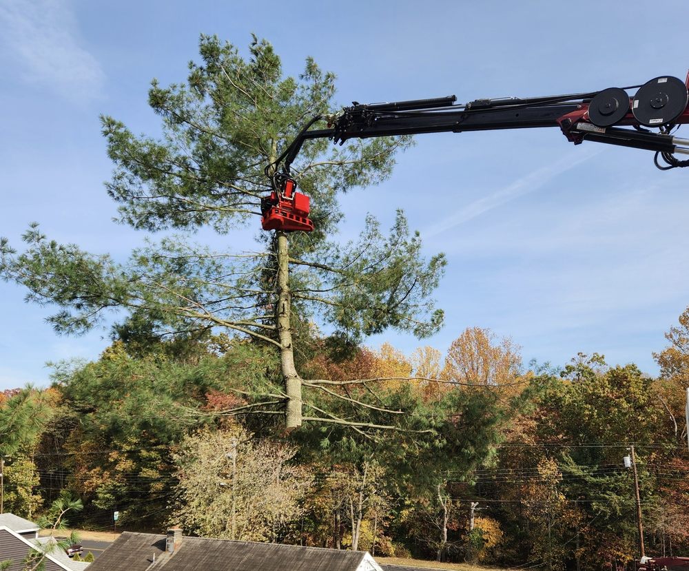 PRO TREE SOURCE - Updated December 2025 - 18 Photos - Atco, New Jersey ...