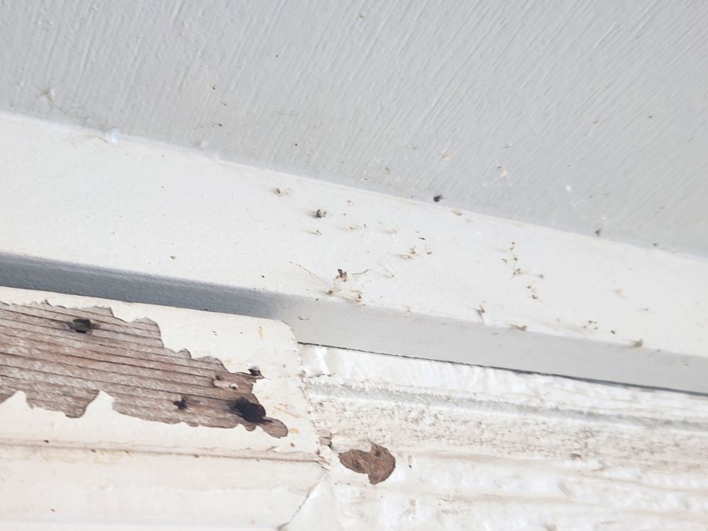 WHITE KNIGHT PEST CONTROL - Updated August 2025 - 12 Photos & 60 ...