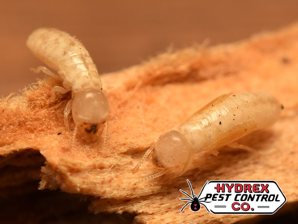 HYDREX PEST CONTROL - Updated October 2025 - 28 Photos & 47 Reviews ...