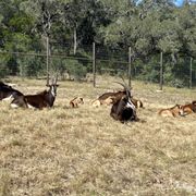 NATURAL BRIDGE WILDLIFE RANCH - 1673 Photos & 522 Reviews - 26515 ...