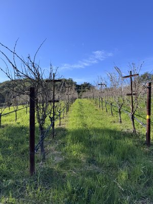 REPRIS WINES - Updated December 2025 - 193 Photos & 89 Reviews - 1700 ...