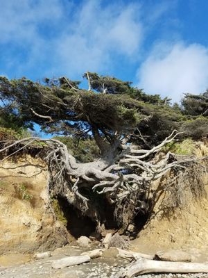 TREE OF LIFE - Updated October 2024 - 45 Photos & 17 Reviews - 101 Old ...