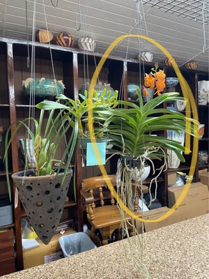 RF ORCHIDS - 602 Photos & 64 Reviews - 28100 SW 182nd Ave, Homestead ...