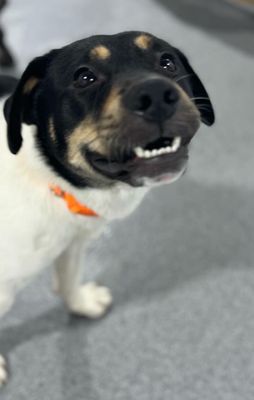 PUPPY HAVEN - BUCKHEAD - Updated January 2026 - 36 Photos & 20 Reviews ...