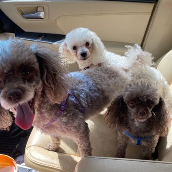 MANOA VALLEY DISTRICT DOG PARK - Updated December 2025 - 19 Photos & 21 ...