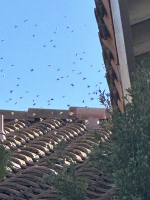 OC BEE GUY - Updated August 2025 - 197 Photos & 347 Reviews - 1545 W Katella Ave, Anaheim ...