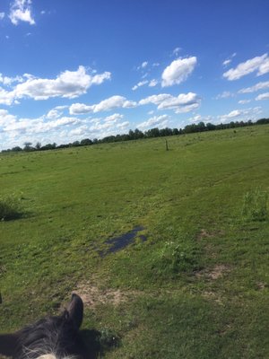 PINE RIVER RIDING STABLE - Updated August 2025 - 2301 40th Ave SW, Pine ...